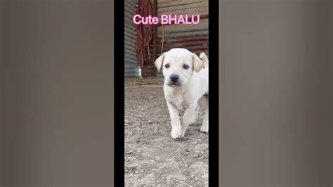 Cute Bhalu Youtube