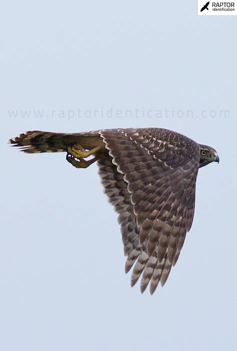 Eurasian Sparrowhawk Raptor Identification The Complete Raptors Guide