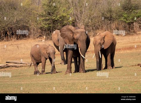 A Herd Of African Bush Elephants Loxodonta Africana Photographed At