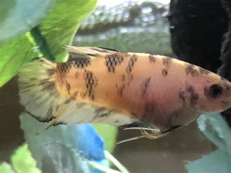Female Betta Severely Bloated Egg Binding Or Something Else Raquarium