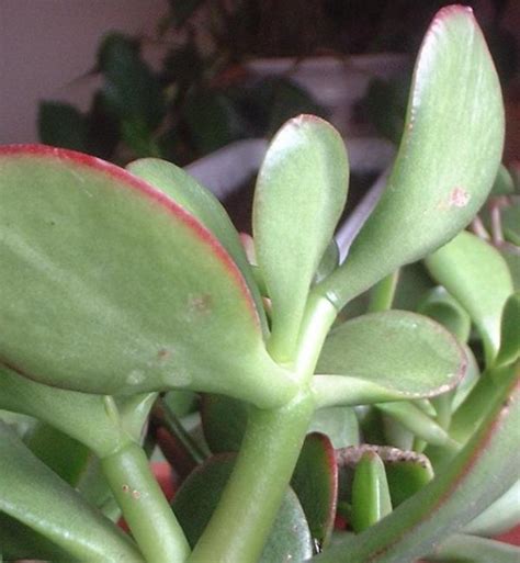 Crassula Compacta Nana Green Kazimingi Nursery