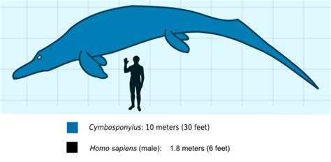 Cymbospondylus Cool Dino Facts Wiki