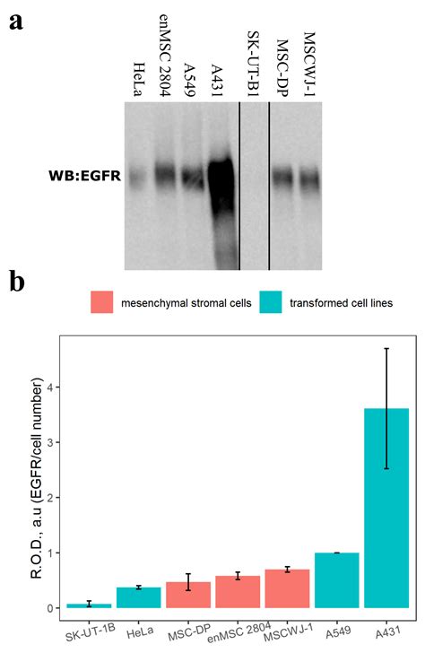 Egf Tgf α And Amphiregulin Differently Regulate Endometrium Derived