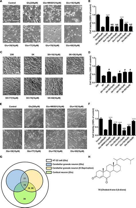 The Candidates Play A Neuroprotective Function In Cortical Neuron And