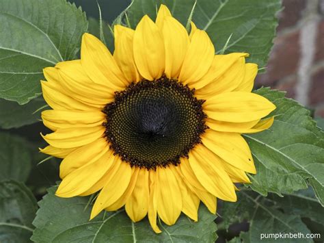 Flowers To Bring Sunshine To Your Garden Pumpkin Beth