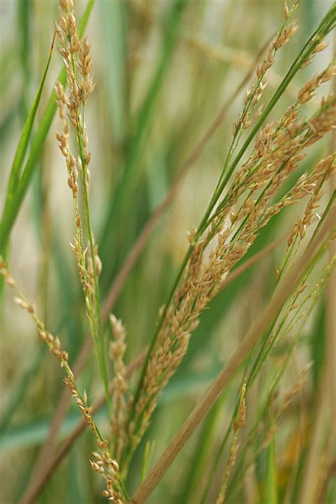 Panicum Amarum Var Amarulum Southern Seabeach Grass Fsus