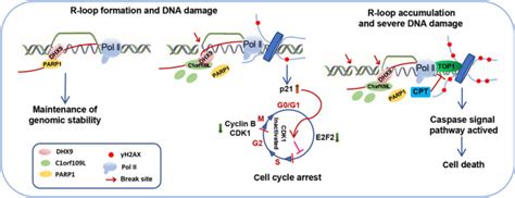 C1orf109l Binding Dhx9 Promotes Dna Damage Depended On The R‐loop Accumulation And Enhances