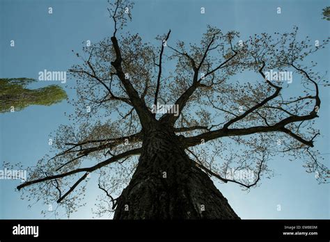 The Tree From Below Stock Photo Alamy