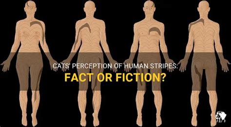 Cats Perception Of Human Stripes Fact Or Fiction Petshun