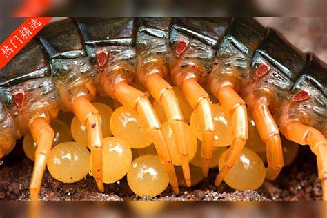 5种奇葩动物繁殖过程负子蟾背部产子南美大蜈蚣抱蛋