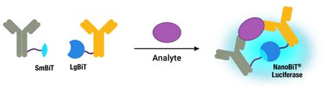 Immunoassay Research With Lumit™ Get Quote Rfq Price Or Buy