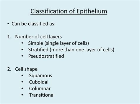 Normal Epithelium Ppt