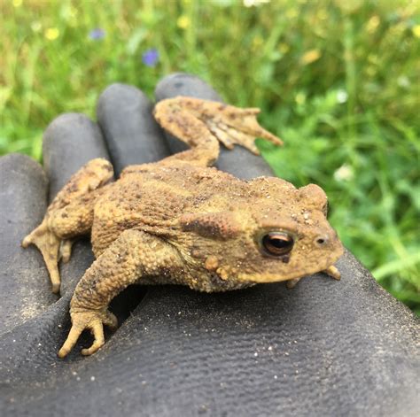 Amphibians Assemble Pjc Consultancy Ltd