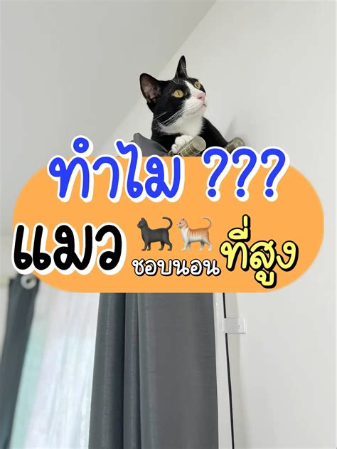 ทำไมแมวชอบนอนที่สูง แกลเลอรีที่โพสต์โดย C Game🍋 Lemon8