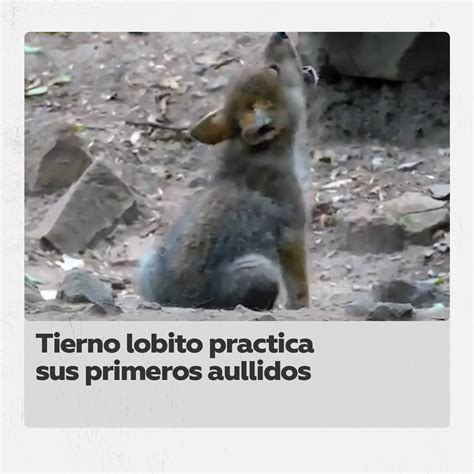 Recolectar 108 Images Aullido De Lobo Meme Viaterramx