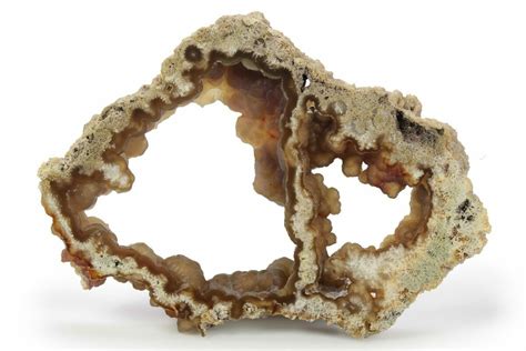 58 Agatized Fossil Coral Slab Florida 250928 For Sale