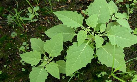 Understanding Eastern Black Nightshade A Comprehensive Guide For Gardeners