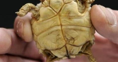 Two Headed African Spurred Tortoise Imgur