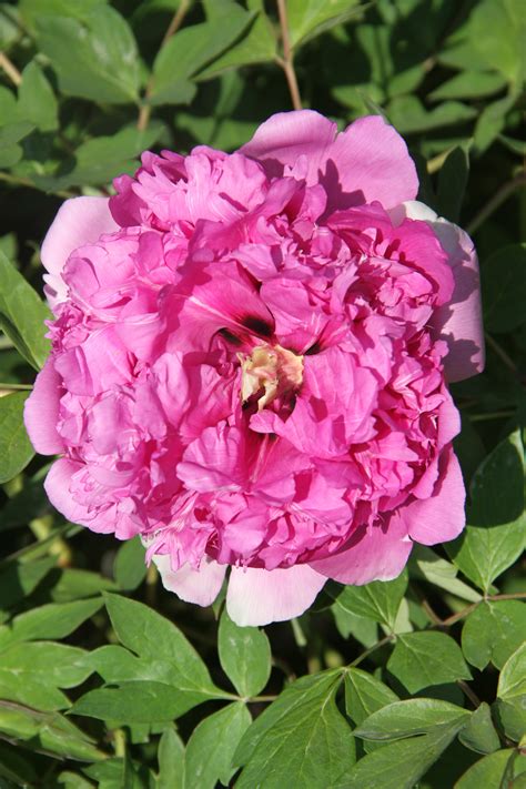 The Purple Crown Is Auspicious 紫冠呈祥 Tree Peony Paeonia X Suffrutico