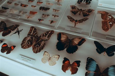 Biology Classification And Taxonomy