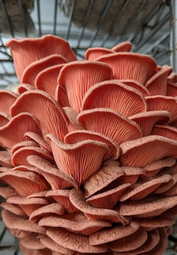 Grow Kit Pink Oyster Pleurotus Djamor Mushroom Delicate Flavor