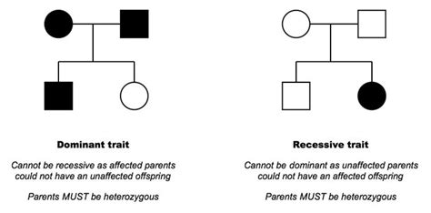 43 Theoretical Genetics Bioninja