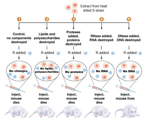 Chapter DNA Structure Flashcards Quizlet