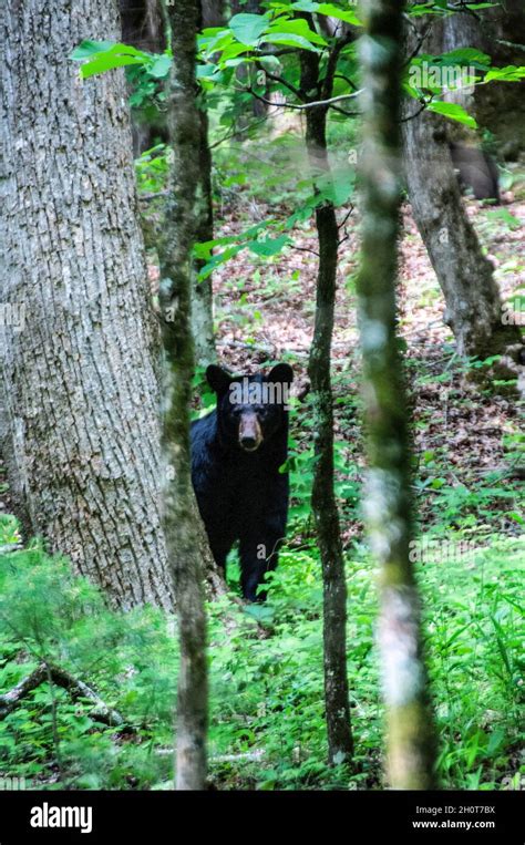 Adult Black Bear In The Forest Smokey Mountain National Parktennessee