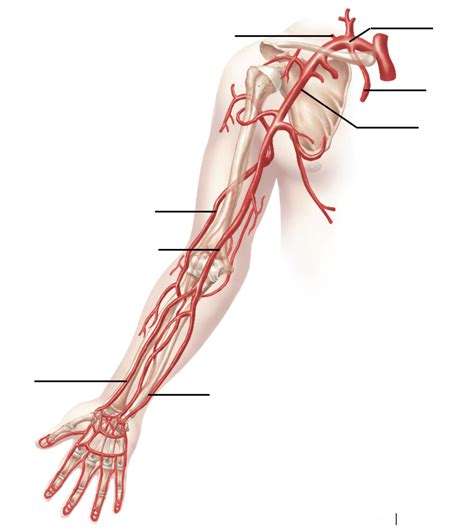Right Upper Extremity Arteries Labeled Diagram Quizlet