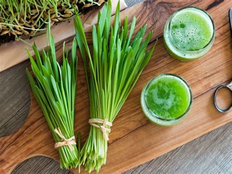 9 Effective Home Remedies For Demodectic Mange Organic Facts