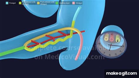 3d Midgut Embryology Rotation Of Midgut In 3d Physiological
