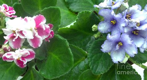African Violets Intertwined I Photograph By Nancy Mueller Fine Art