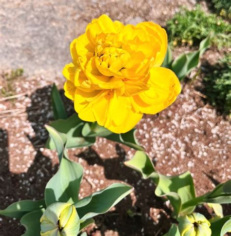 튤립 꽃말 노란 망고 분홍 보라색 하얀 알아볼까요 네이버 블로그