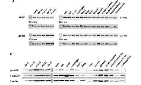 Rt Pcr And Western Blot Analysis Of Gelsolin Expression In Chicken