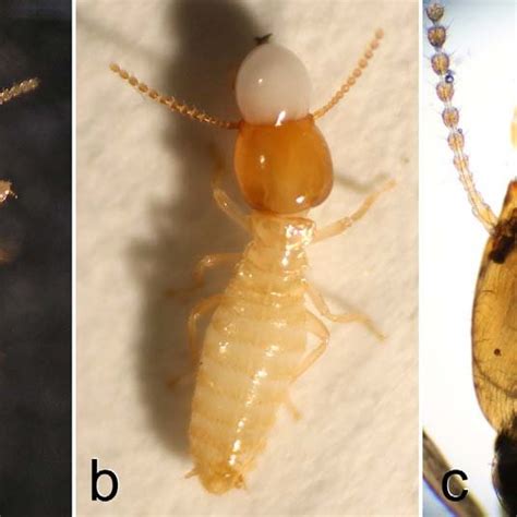 Defensive Secretions A Cryptotermes Declivis Soldier Secreting A Download Scientific Diagram