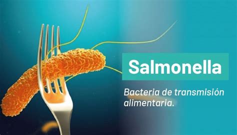 No Hay Casos De Infección Por Salmonella En La Provincia