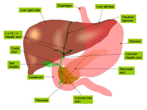 The Human Digestive System Organs Functions Diagram