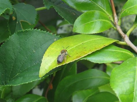 A Wealth Of Mining Bees Bug Woman Adventures In London