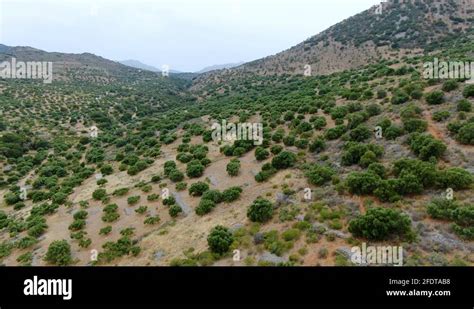 Clumps Trees Stock Videos And Footage Hd And 4k Video Clips Alamy