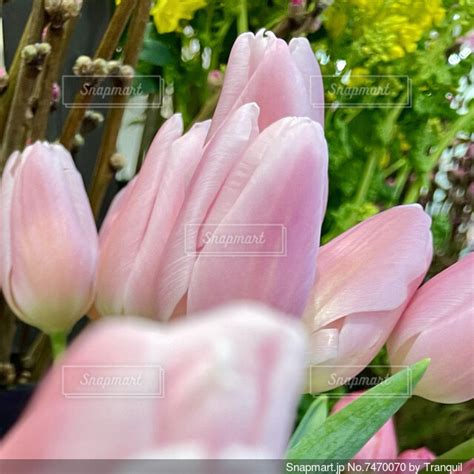 花を持つ手の写真・画像素材 7470070 Snapmart（スナップマート）