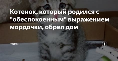 Котенок, который родился с "обеспокоенным" выражением мордочки, обрел ...