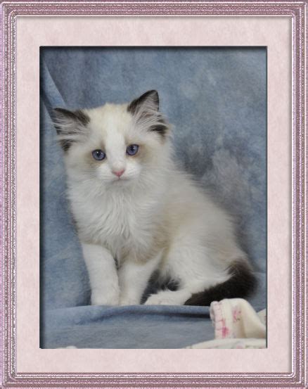 Available Ragdolls