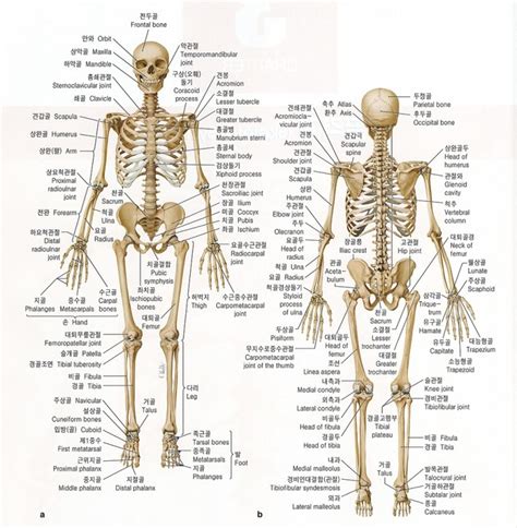 기능해부학 골격계 뼈대계 정리 뼈의 기능 구조 분류 발생과 성장 발달 특성 성질 골화과정 총뼈개수 손뼈 발뼈 개수 소마그라운드 박용수