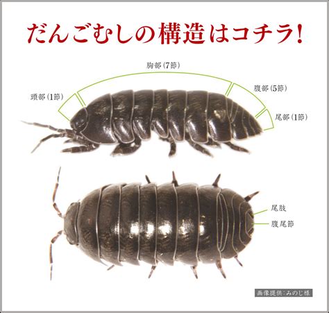 だんご虫様専用 Agrotendenciatv