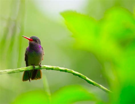15 Types Of Hummingbirds Found In The United States Birds And Blooms