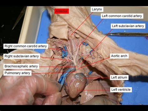 Parotid Gland Fetal Pig