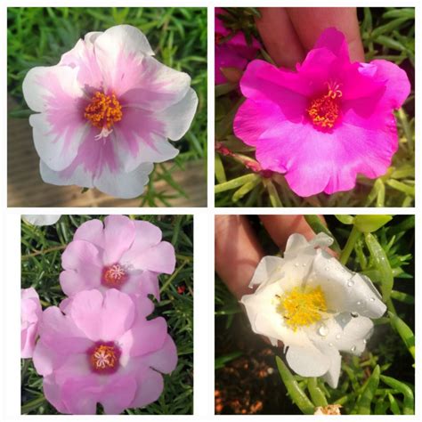 Jual Giant Tanaman Bunga Krokot Bunga Moss Rose Potulaca Sutra Bombay Pukul Sembilan 9