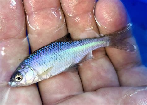 タナゴ 2023 07 02 Web魚図鑑