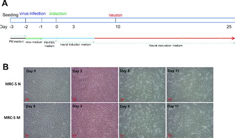 Direct Conversion Of Human Fibroblasts Into Da Neurons A Conversion Download Scientific
