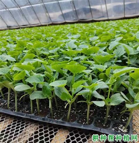 日光温室黄瓜如何施肥 耕种帮种植网